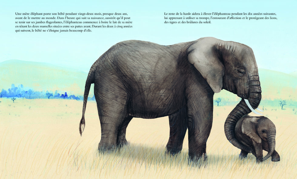 L’ÉLÉPHANT | Les éditions des éléphants